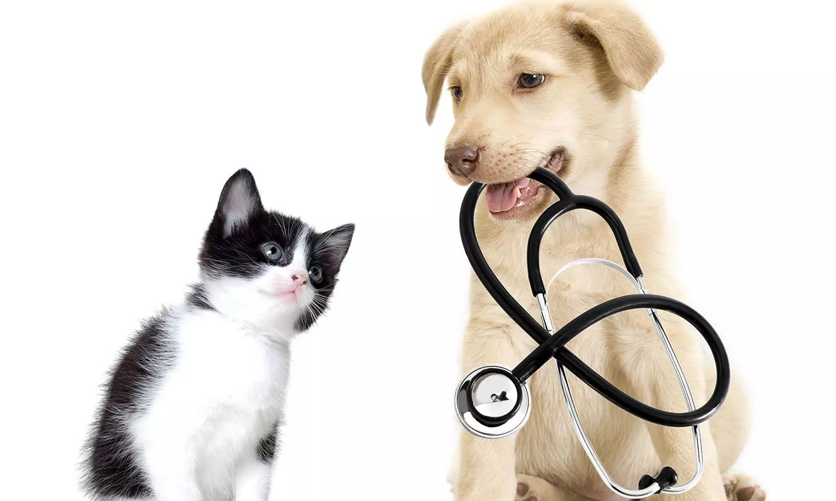 Tips for Choosing the Right Vet | Guide to finding the perfect vet ...