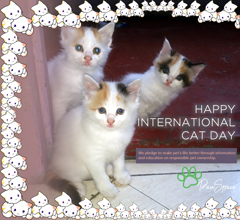 International Cat Day - PawSpace