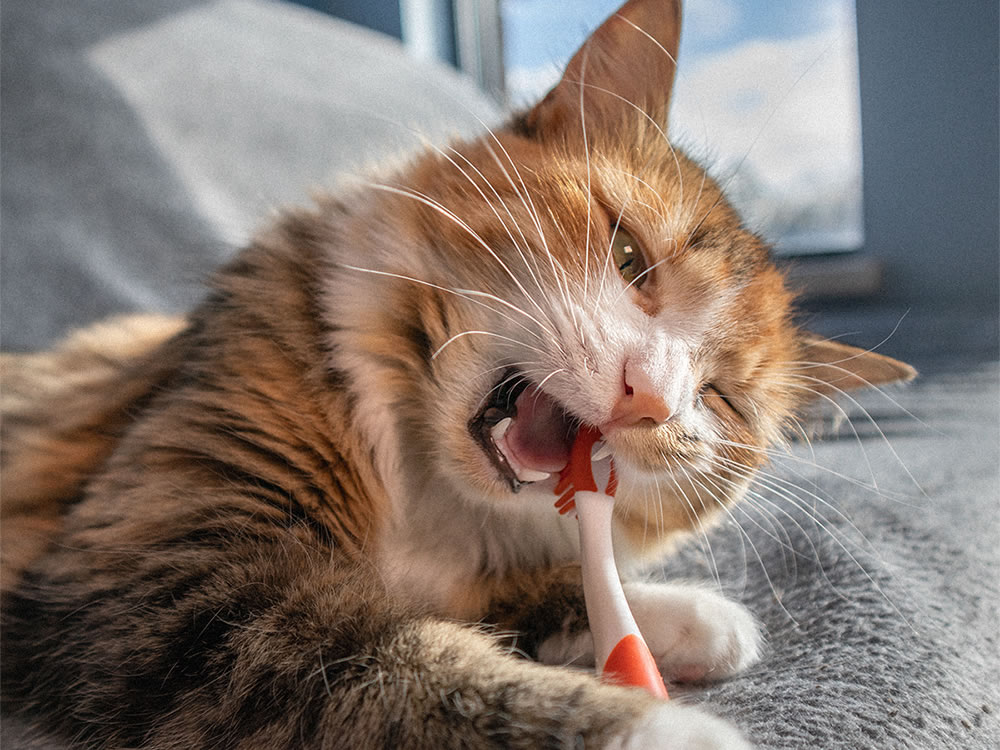 Raw Bones for Healthy Teeth - Dental Care for Cats